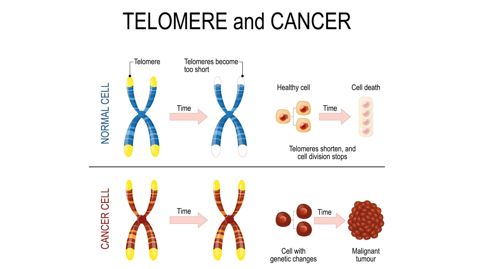 Wie Telomere das Leben verlängern können